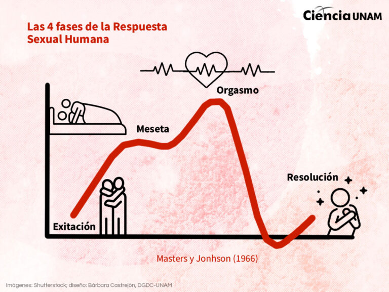 Descubre El Modelo De La Respuesta Sexual Humana De Masters Y Johnson