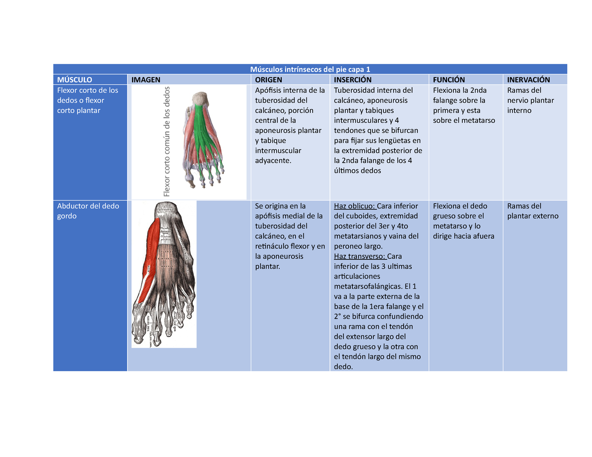 Descubre el origen e inserción del flexor común de los dedos del pie Descubre el origen e inserción del flexor común de los dedos del pie
